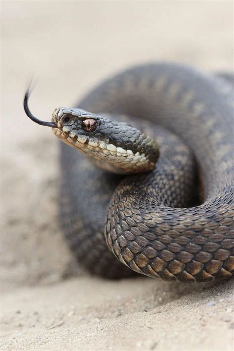 Укус ядовитой змеи Snake Snake photos Cute snake