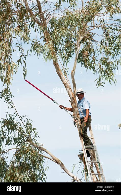 Tree Trunk Of A Eucalyptus Tree Hi Res Stock Photography And Images Alamy