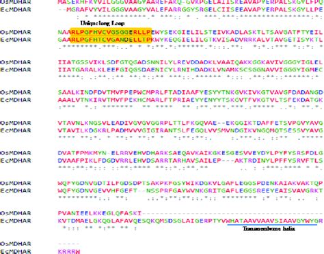 Pairwise Sequencs Alingment Of Ecmdar And Osmdar Amino Acid Sequence