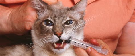 Roundworms In Cats Symptoms And Treatments