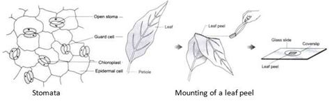 Prepare A Temporary Mount Of Any Leaf Peel To Observe The Stomata Draw Their Picture Write A