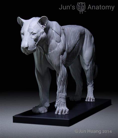 Jun Huangs 3d Printed Big Cat Anatomy Models A Smashing Kickstarter