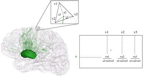 Connectivity Matrix Of A Nucleus N To The Cortex Surface V1 V2 And V3 Download Scientific