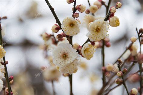 Kioto Jap N Prunus Mume En Kitano Tenmangu Shrine En Kioto Jap N El