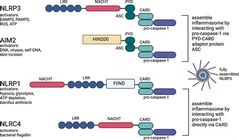 Interleukin 1beta And Inflammasome Expression In Spinal Cord Following