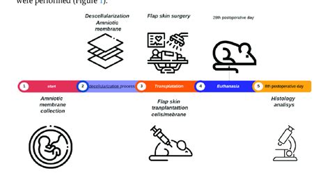 Experimental Design Amniotic Membrane Collection Stem Cell Isolation