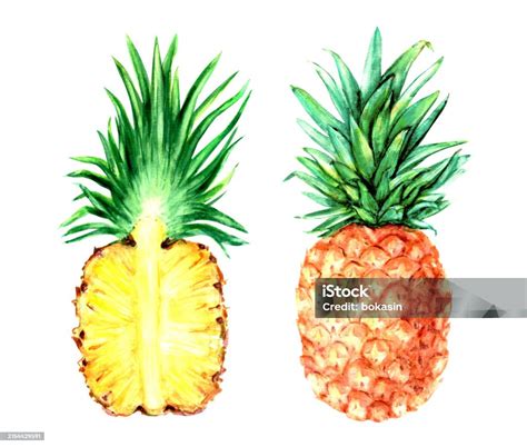 손으로 그린 수채화 파인애플 과일 전체 및 절반 컷 그림 세트입니다 음식과 음료 배경에 대 한 열대 이국적인 과일 가을에 대한