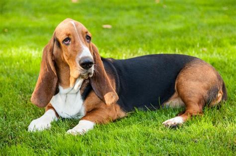 ᐉ Los 17 perros más tontos del mundo Jalicross