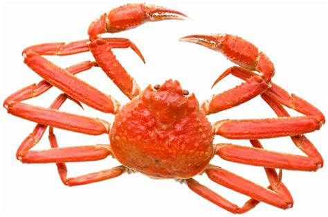 【楽天市場】ズワイガニ 棒肉 300g 20本入り 正規品 便利なボイルズワイガニむき身 かに足 かに脚 かに棒 かに肉 ズワイガニ
