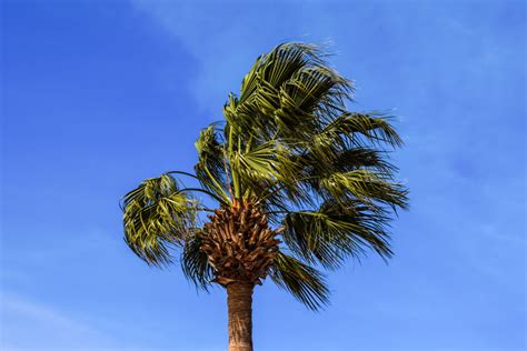Free Images Nature Branch Cloud Sky Palm Tree Leaf Flower Wind