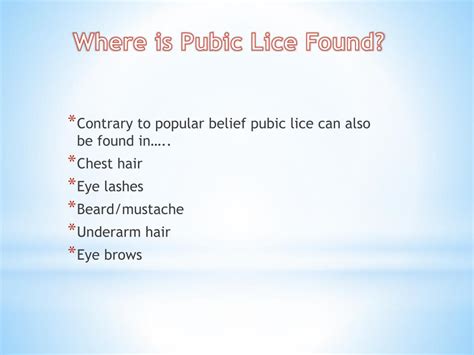 Ppt Pubic Lice Crabs Powerpoint Presentation Free Download Id