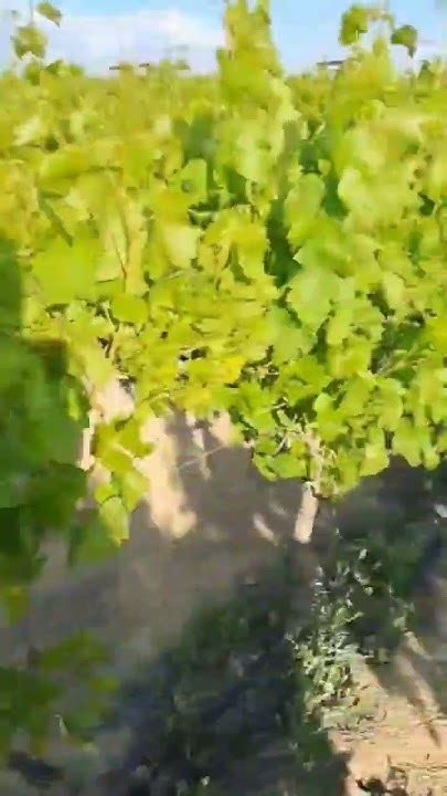 العنب البناتي فخر الأصناف المحلية بمصر🍇🇪🇬 Youtube