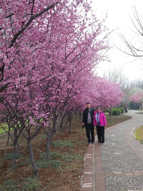 春到洛陽隋唐植物園春雨滋潤大地正是踏青的好時節 每日頭條