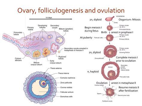 Usmle Step 1 Review Anatomy Of Reproductive System 2018 Ppt