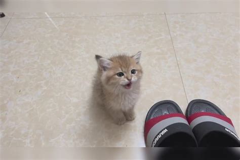 想让你自己睡，还是没能忍住 小奶猫的成长日记成长日记