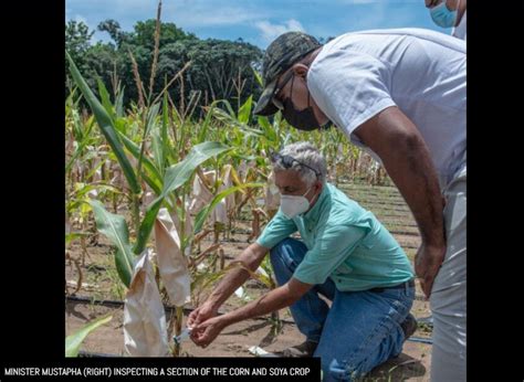 Corn Soya Bean Processing Facilities To Be Completed Within 3 Months Min Mustapha Guyana