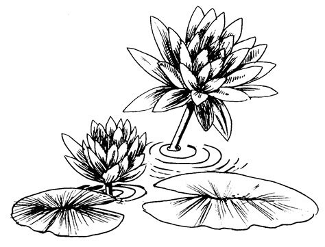 Lily Pad Flower Coloring Pages 641311 Clipart Library