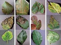 GitHub Kovarthanan Murugan Pest And Disease Identification