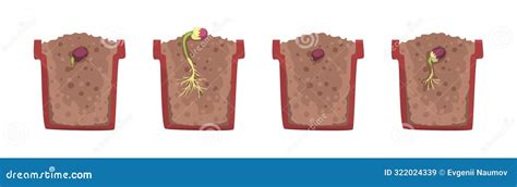 Germination Seed In Flower Pot Cross Section With Soil And Root Vector Set CartoonDealer Com
