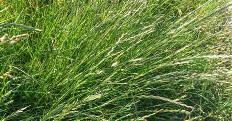 What Are Cool Season Grasses