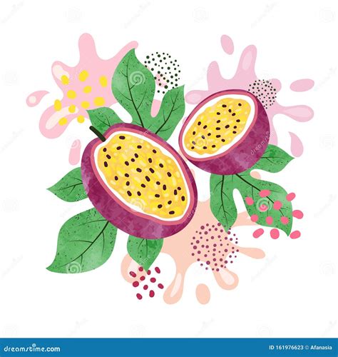 Passion Fruit Vector Illustration Abstract Watercolor Juicy Fruit