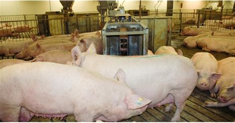 Най голямо поголовие от свине майки отглеждат азиатските държави Български Фермер