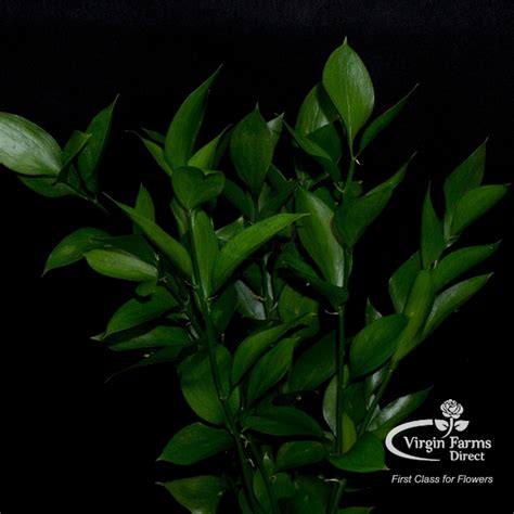 Israeli Ruscus Filler Virgin Farms Israeli Ruscus Filler