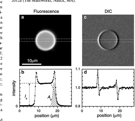 Images Of A Typical GUV Made Of DOPC Labeled With Mol