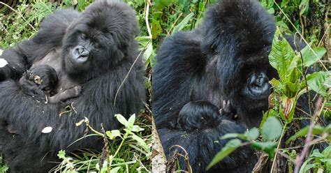 Mgahinga Gorilla National Park Volcanoes National Park Rwanda