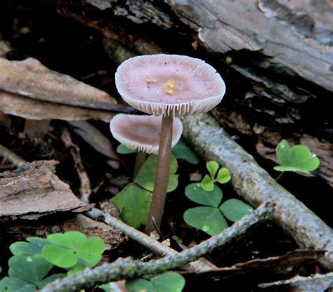 Мицена чистая (Mycena pura) фото и описание