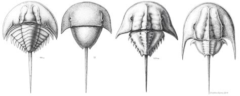 Living Fossils We Mapped Half A Billion Years Of Horseshoe Crabs To
