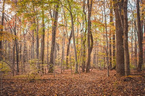 Autumn Virginia Forest By Stocksy Contributor Cwp Llc Stocksy