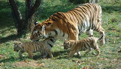 Siberian Tiger Population Declines Live Science
