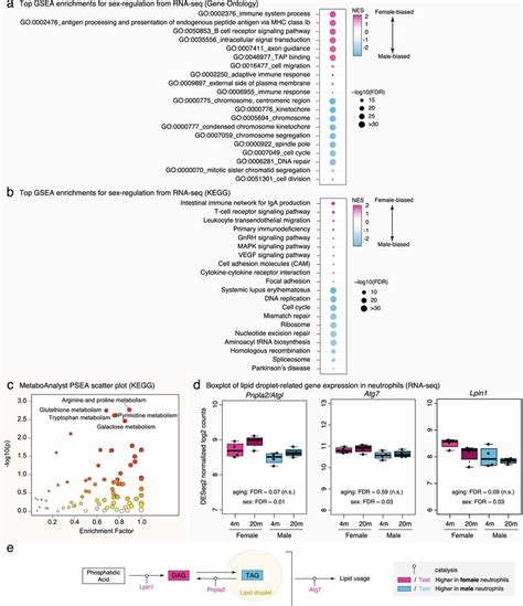 Sex Dimorphic Pathways In Bone Marrow Neutrophils Reveal Differential