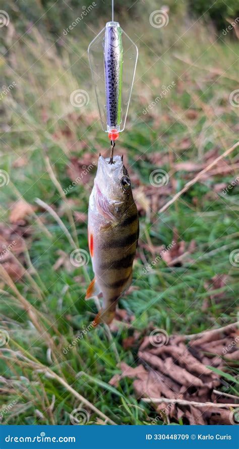 Fresh Water Fish Perch Hooked On Spinning Lure Fishing Catch And