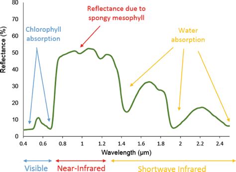 Typical Reflectance Pattern Of Leaf Download Scientific Diagram