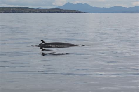 Record High For Minke Whale Sightings But Record Low For Basking Sharks