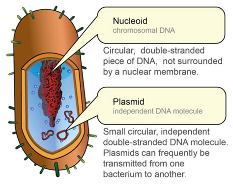 What Is The Nucleoid In Prokaryotes Brandon Martin Kapsels