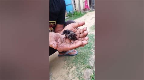 ড্রেন থেকে উদ্ধার করা ছোট্ট শিশু পাখির ছানা Youtube
