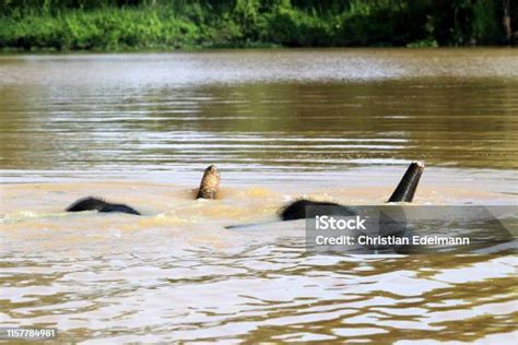 Gajah Pygmy Borneo Mandi Di Sungai Borneo Malaysia Asia Foto Stok