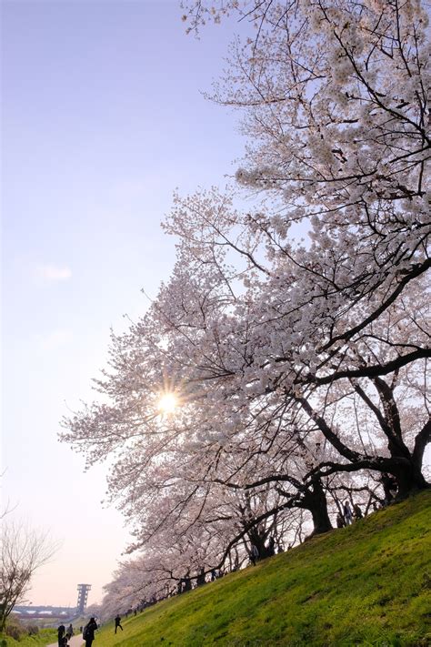 背割堤の桜 by Boboo ID12364885 写真共有サイト PHOTOHITO