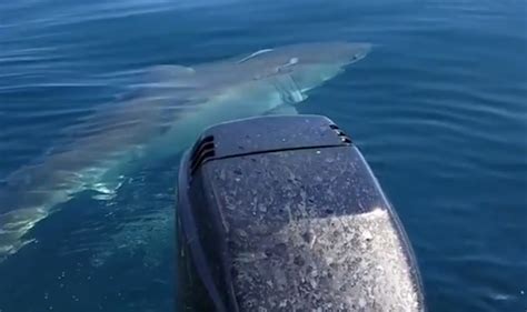 Pescadores De La Florida Se Toparon Con Un Enorme Tiburón Blanco Y Su
