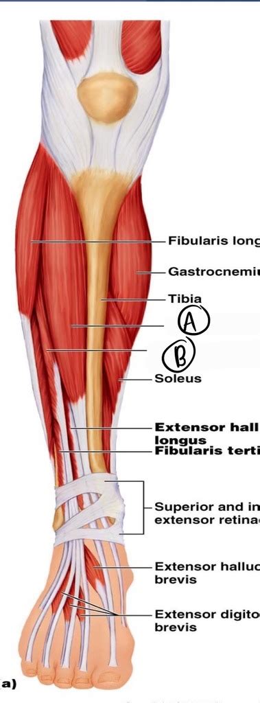 Leg Anterior View Diagram Quizlet