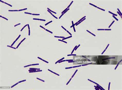 Bacillus Subtilis Microscope