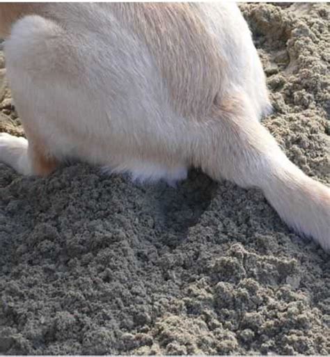 Dog Anal Gland Home Remedies Dog Discoveries