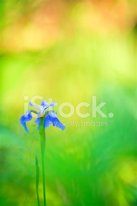 아이리스 꽃 스톡 사진 로열티 프리 Freeimages
