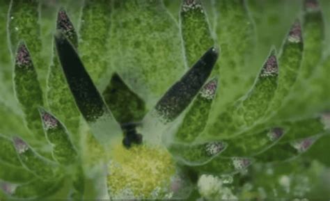 Meet The Adorable Photosynthesizing Leaf Sheep