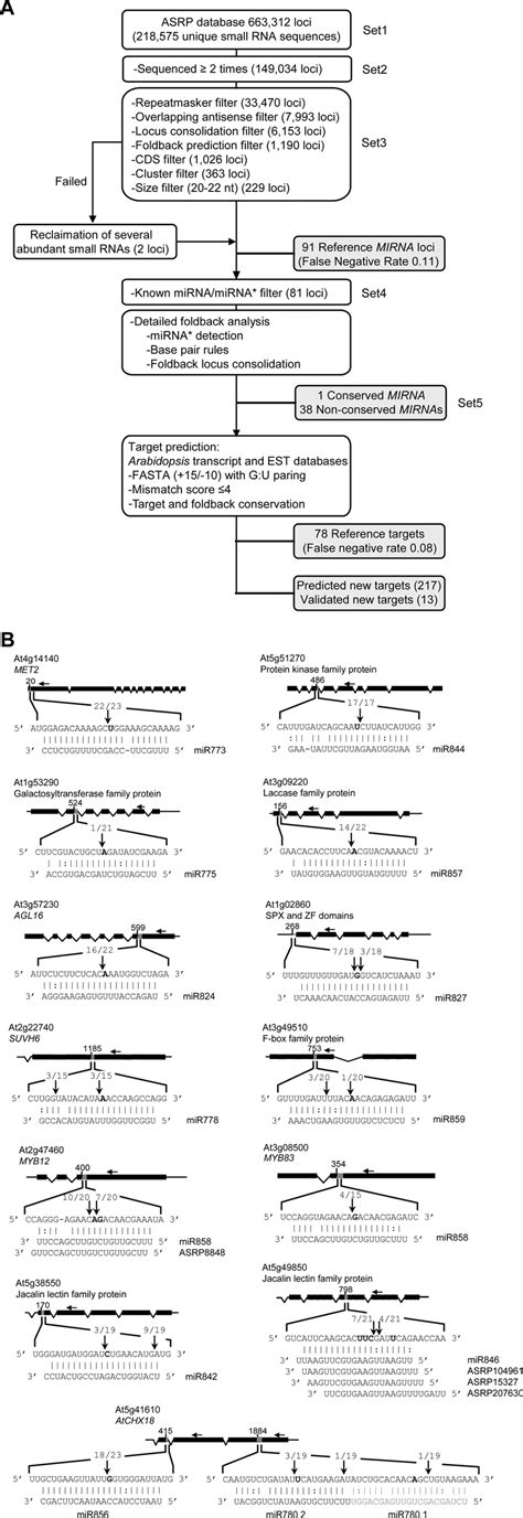 Identification And Analysis Of Arabidopsis Mirnas And Targets A Download Scientific Diagram