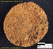 Fossils Identification Practice Science Olympiad Flashcards Quizlet