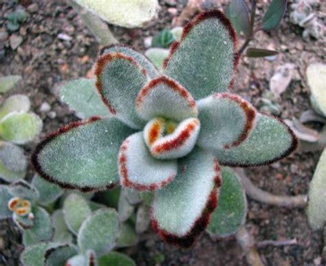 Kalanchoe Tomentosa Cuidados Y Curiosidades Club Suculentas